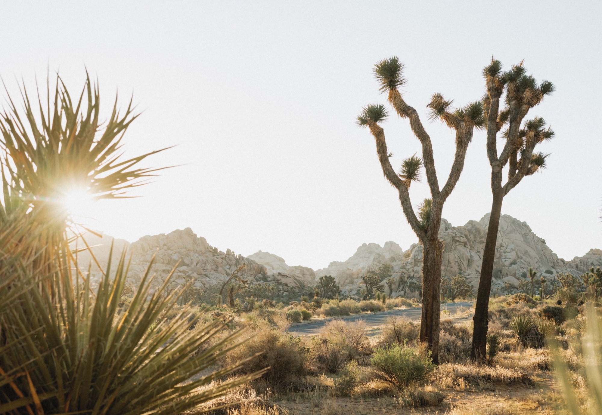 Wedding Weekend at AutoCamp Joshua Tree